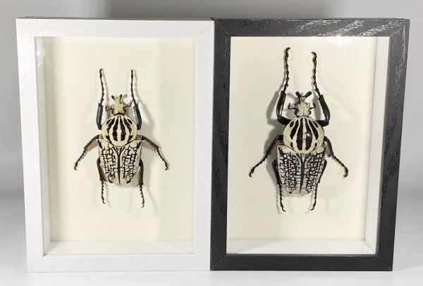 goliathus orientalis beetle