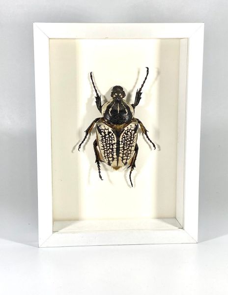 goliathus orientalis beetle