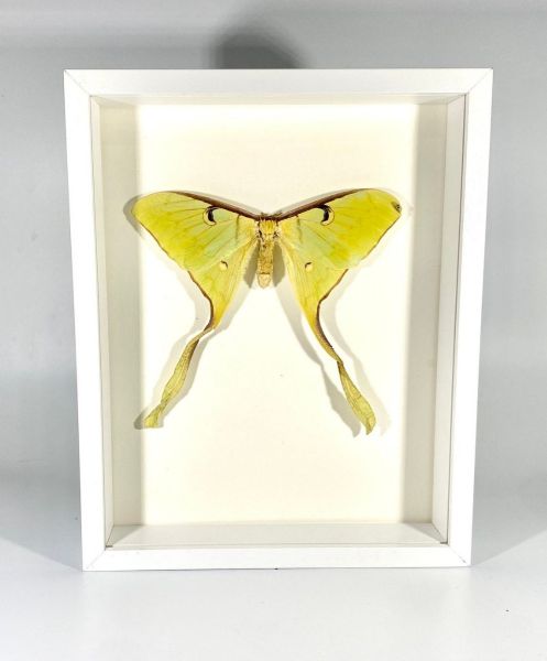 malasyan moon moth
